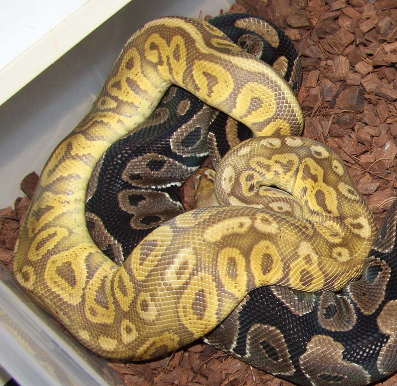 A few breeding pics (DUW) | Reptiles Canada Forums