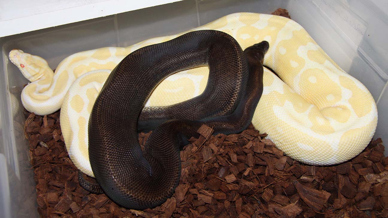 A few breeding pics (DUW) | Reptiles Canada Forums