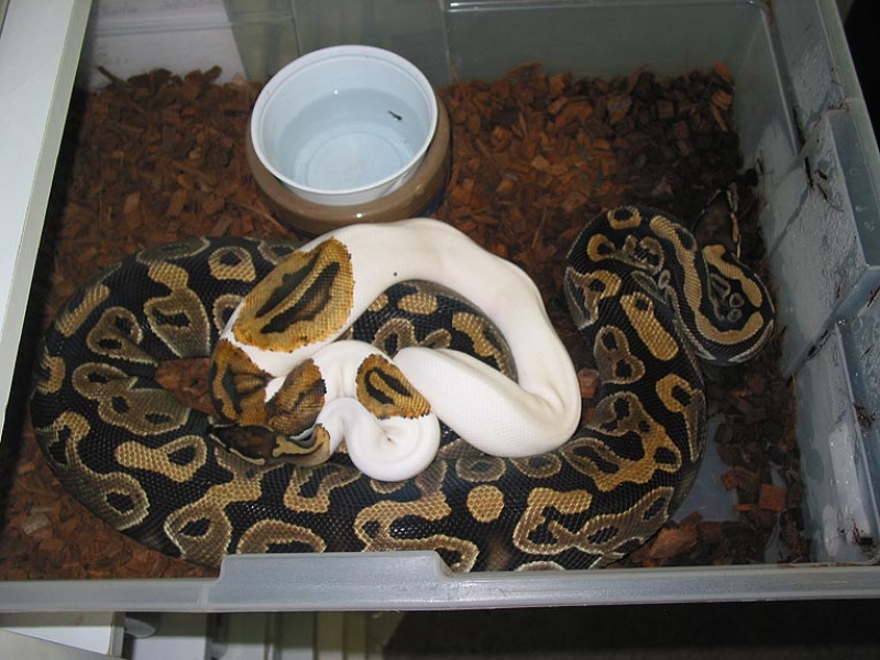 .:Corey Woods Reptiles:. Birthing Record