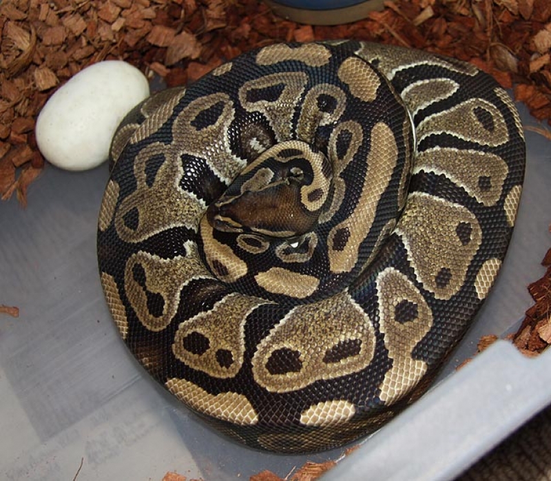 .:Corey Woods Reptiles:. Birthing Record