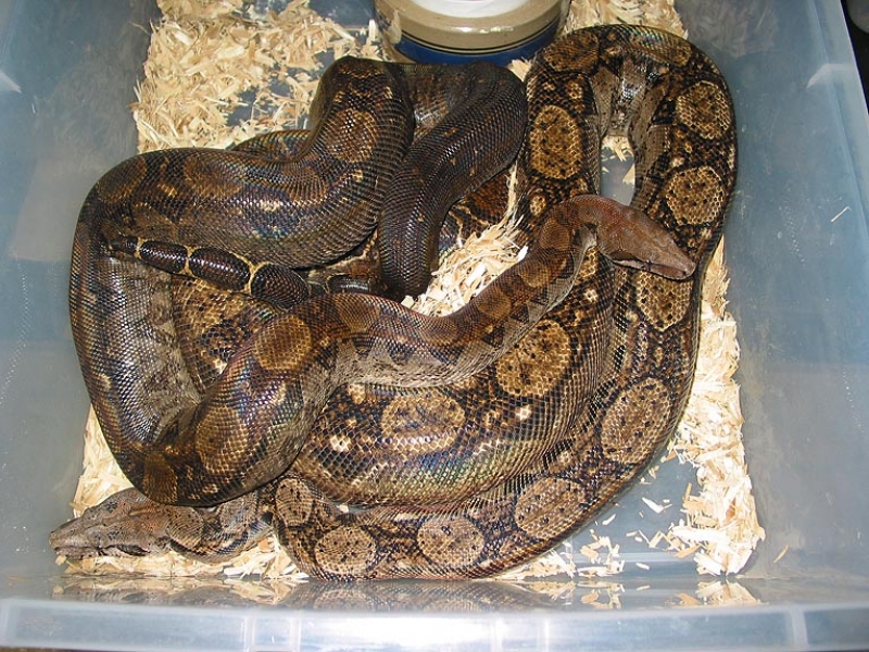 .:Corey Woods Reptiles:. Birthing Record