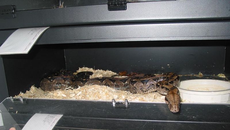 .:Corey Woods Reptiles:. Birthing Record